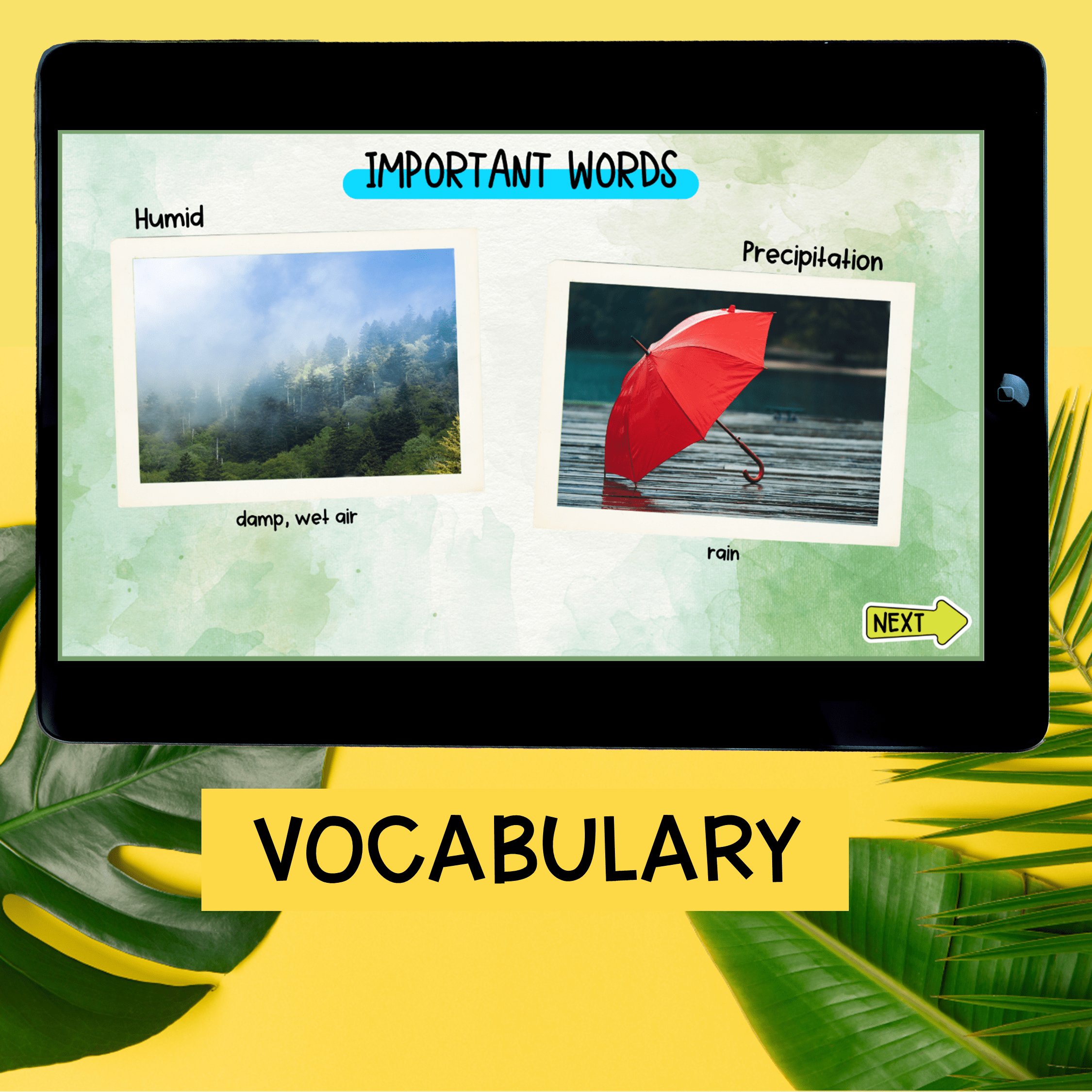 Virtual Field Trip to the Rainforest for 1st Grade | MagiCore